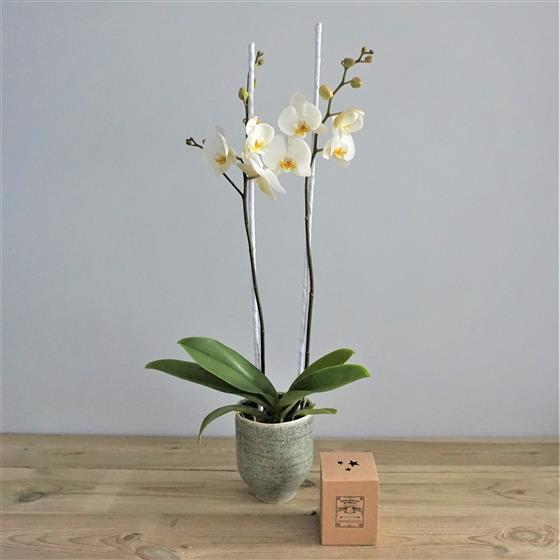 The Orchid Gift Set